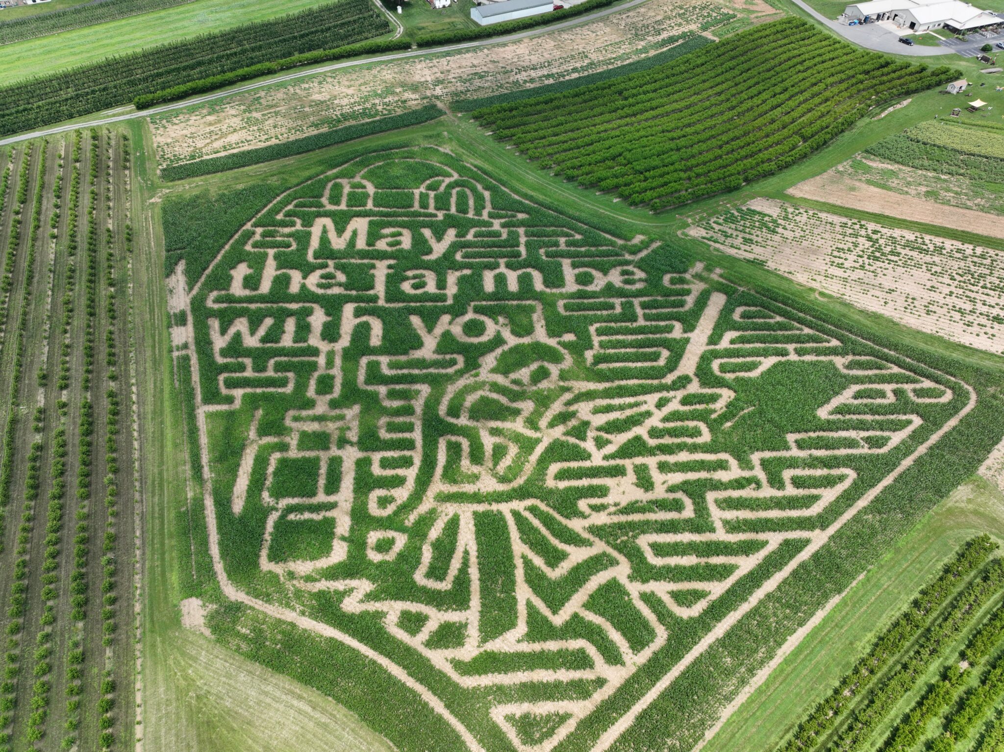 Corn Maze | Flinchbaugh's Orchard & Farm Market